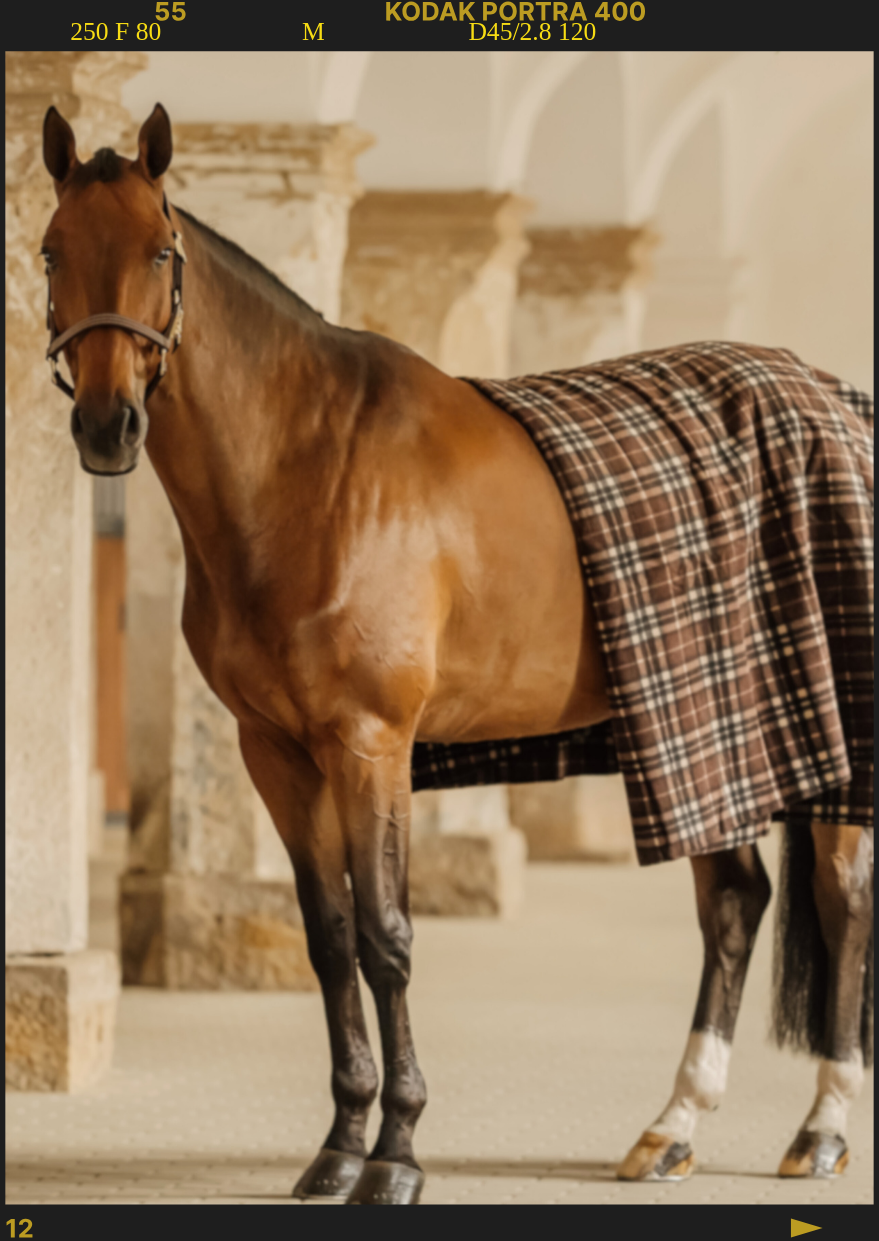 Coolers & Riding Rugs – LouRi & Co.